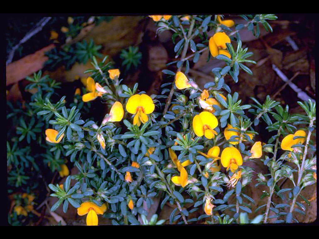 ACRA Pultenaea villosa 'Wallum Gold'